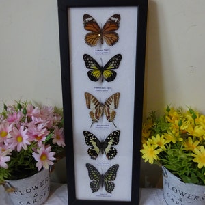 5 Real Butterflies Framed Wall Display Butterfly Taxidermy Lepidoptera ...