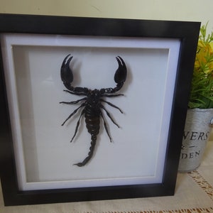 Real Giant Scorpion Palamnersus in Glass Display Case Display Taxidermy ...