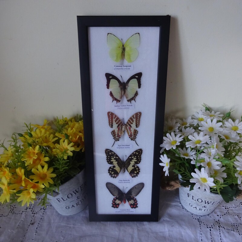 Real Butterfly Framed - Etsy