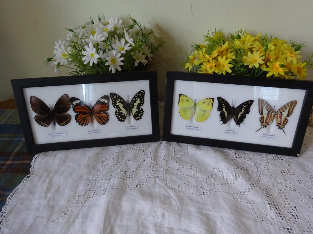 6 Real Butterflies Framed Wall Display Butterfly Taxidermy Lepidoptera ...