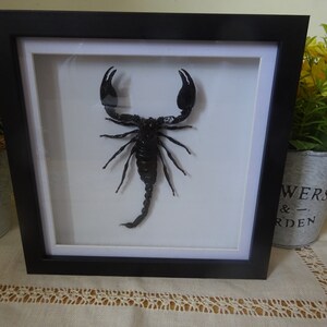 Real Giant Scorpion Palamnersus in Glass Display Case Display Taxidermy ...