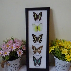 5 Real Butterflies Framed Wall Display Butterfly Taxidermy Lepidoptera ...