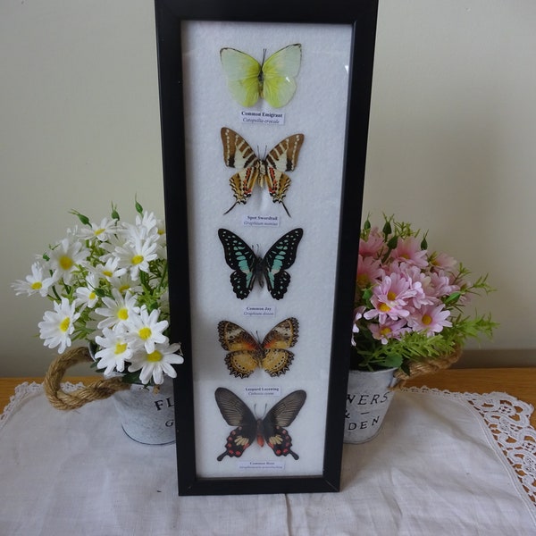 Real Butterfly Framed - Etsy