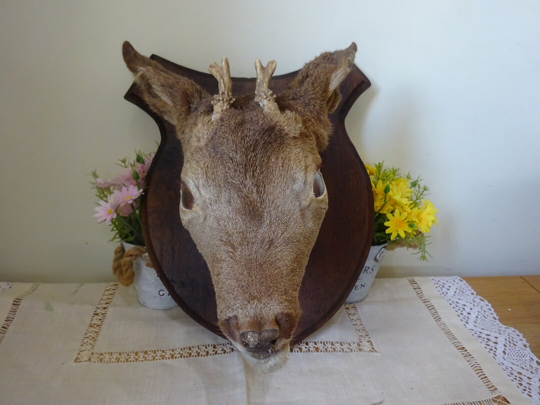 Vintage Mounted Roe Deer on Oak Shield Taxidermy Display Wall Mounted ...