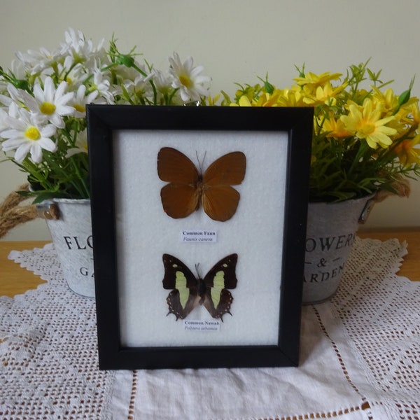 Butterfly Display - Etsy
