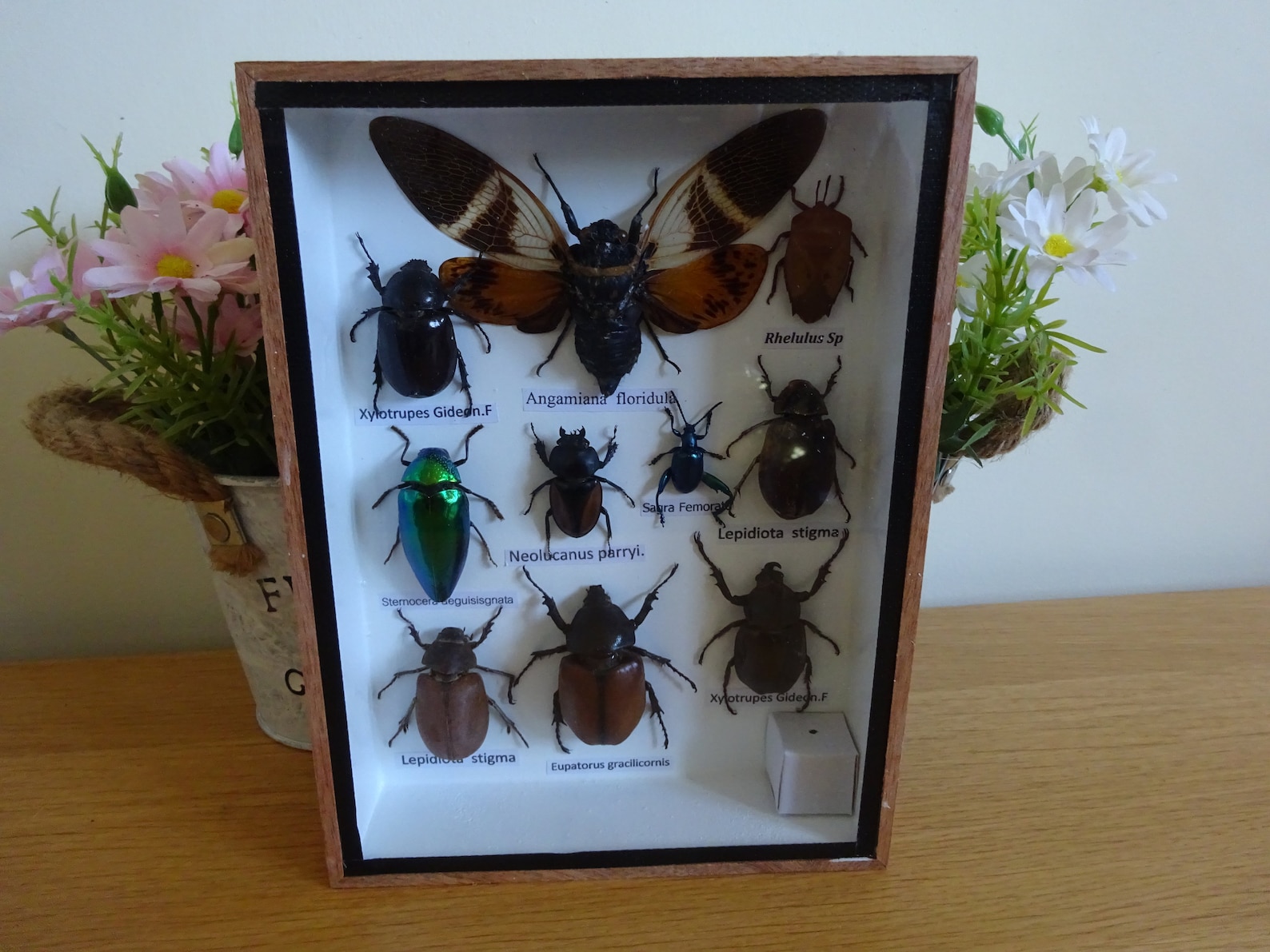 10 Real Insects Display Taxidermy Entomology Insects Boxed - Etsy