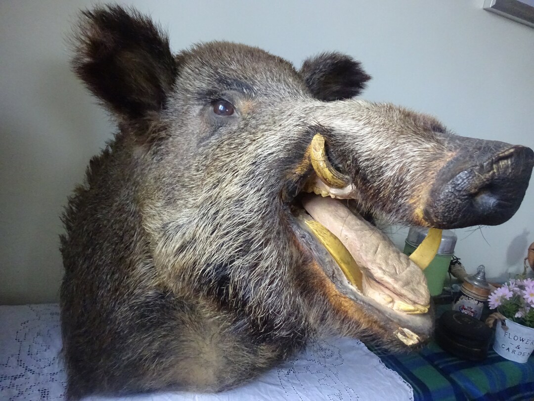 Antique Large Wild Boars Head Mounted Boars Head Taxidermy Display 70 X ...