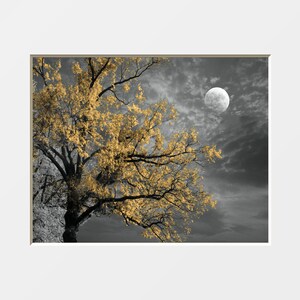 Black White Yellow Tree Moon Pop of Yellow Bedroom Living Room Matted ...
