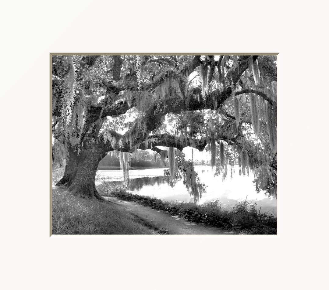 Black and White Oak Tree Photo Print With White Mat - Etsy