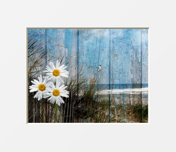 Daisy Flowers And Beaches