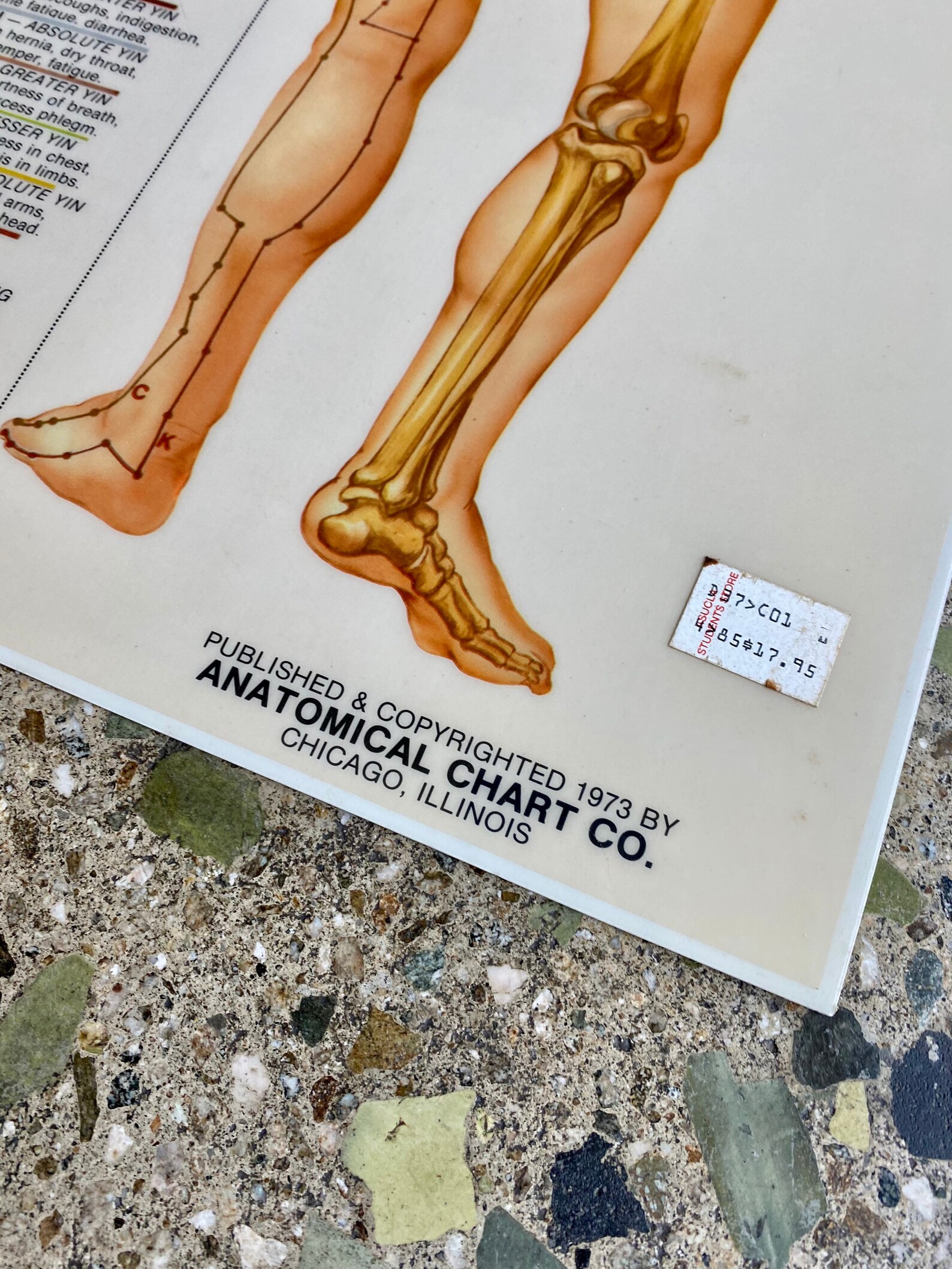 Vintage Anatomical Chart Set Four Vintage Anatomical Charts - Etsy