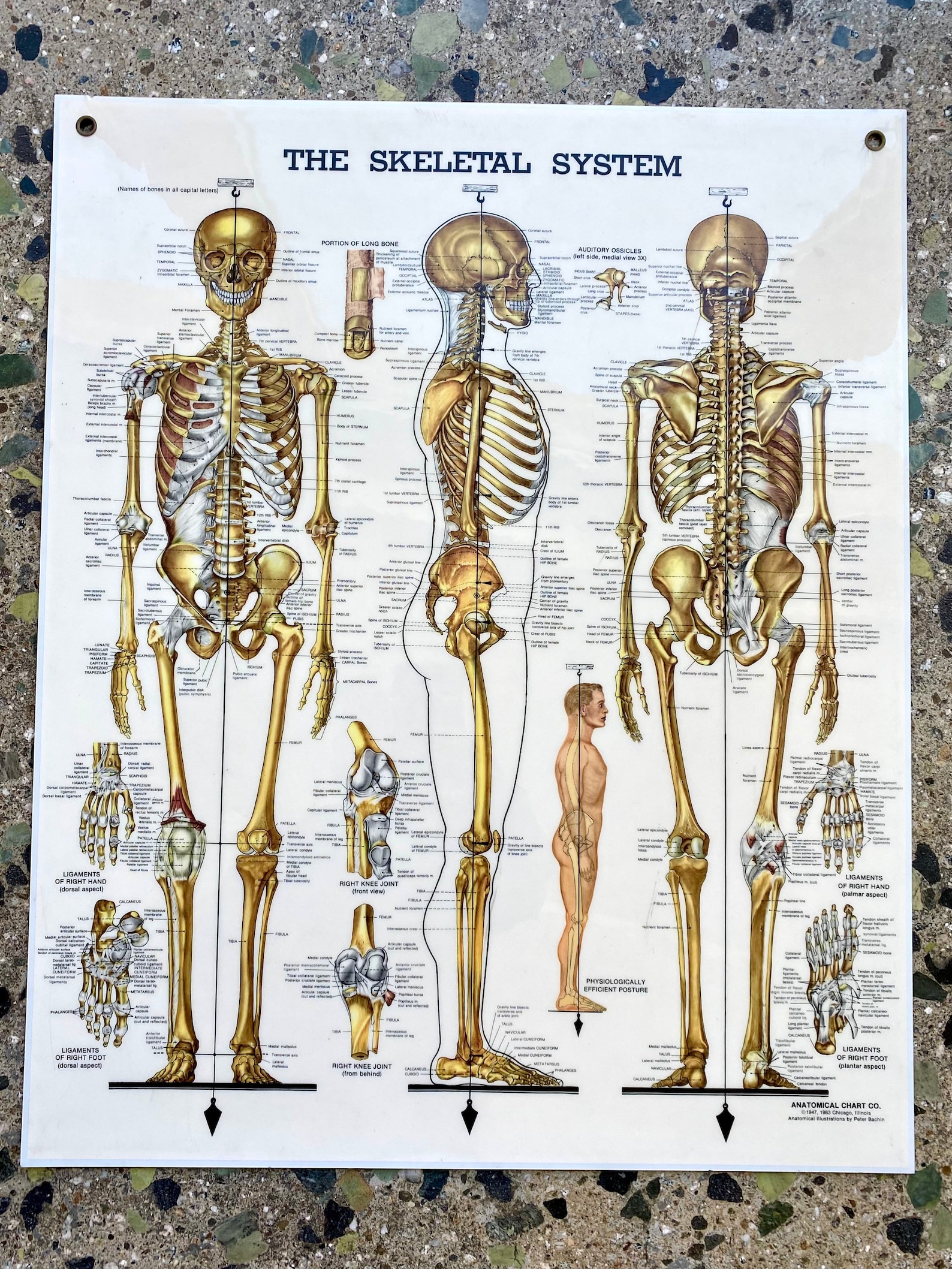 Vintage Anatomical Chart Set Four Vintage Anatomical Charts - Etsy