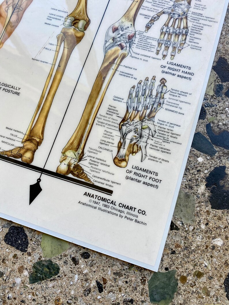 Vintage Anatomical Chart Set Four Vintage Anatomical Charts - Etsy
