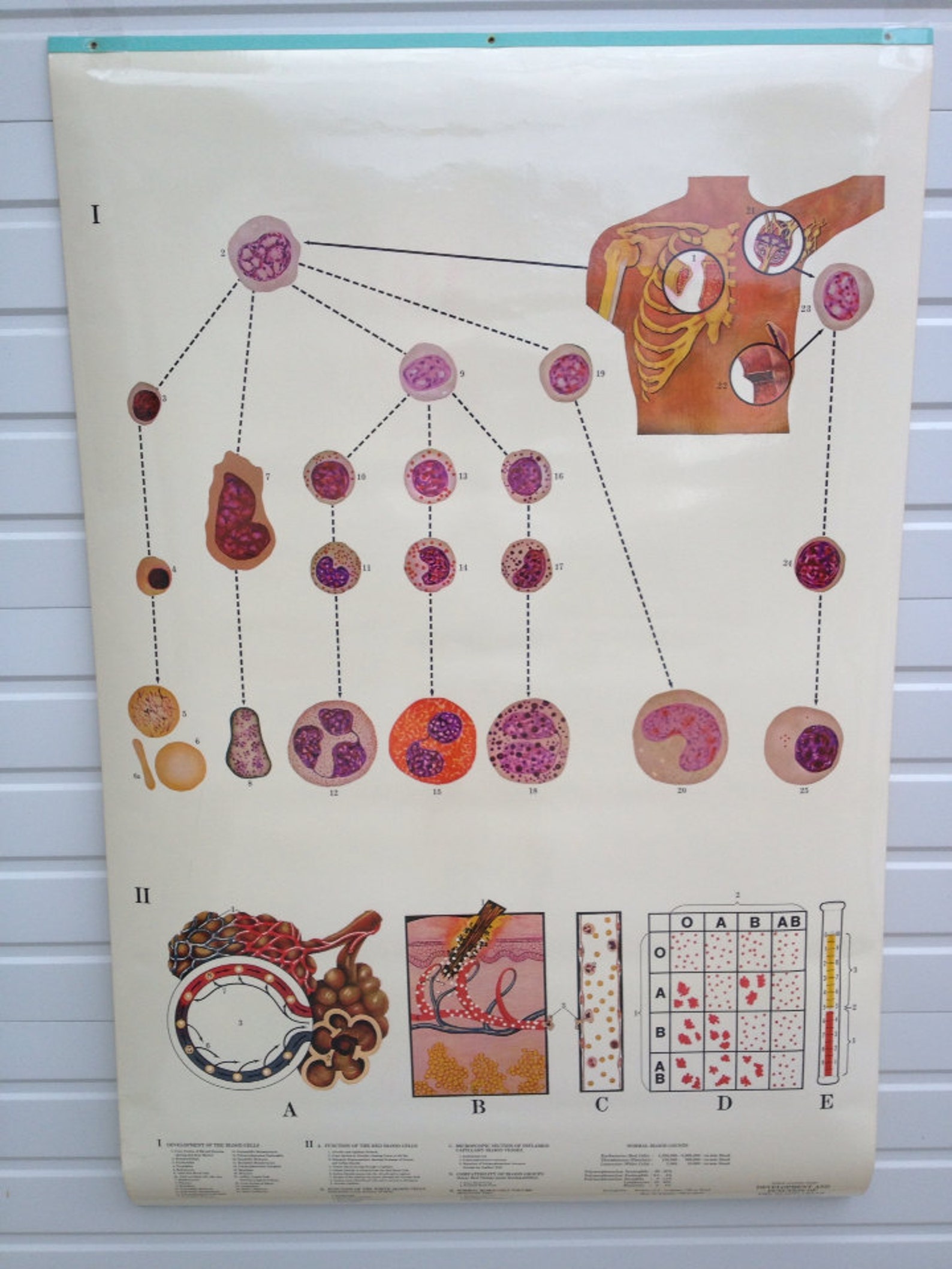 Science Chart - Vintage Large Pull Down Schick Science Poster Chart ...