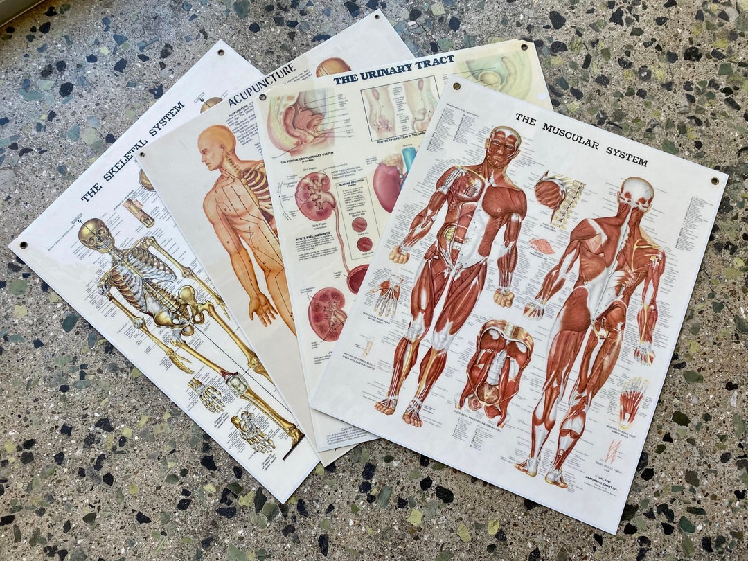 Vintage Anatomical Chart Set - Four Vintage Anatomical Charts Muscular ...