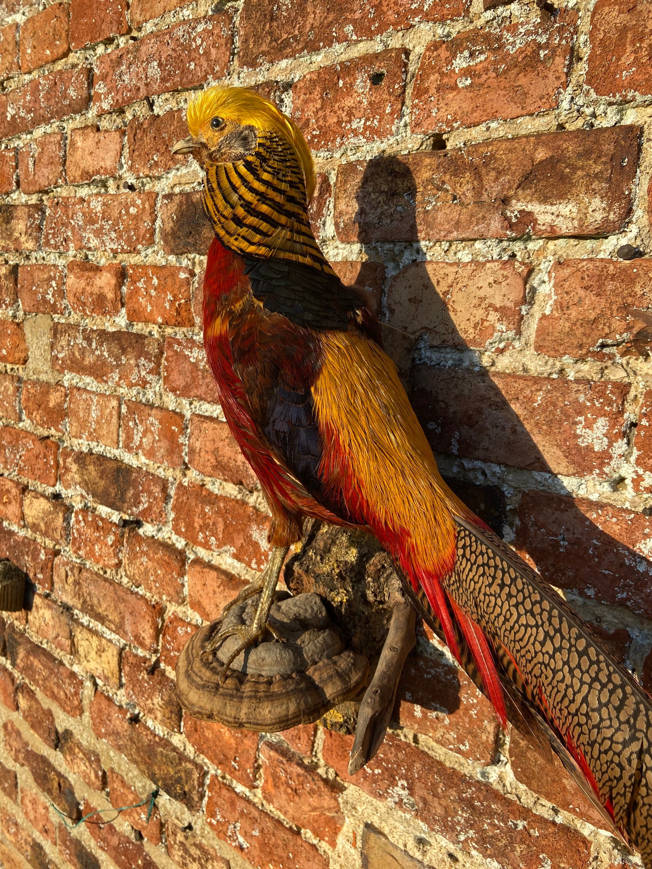 Cinnamon Golden Pheasant