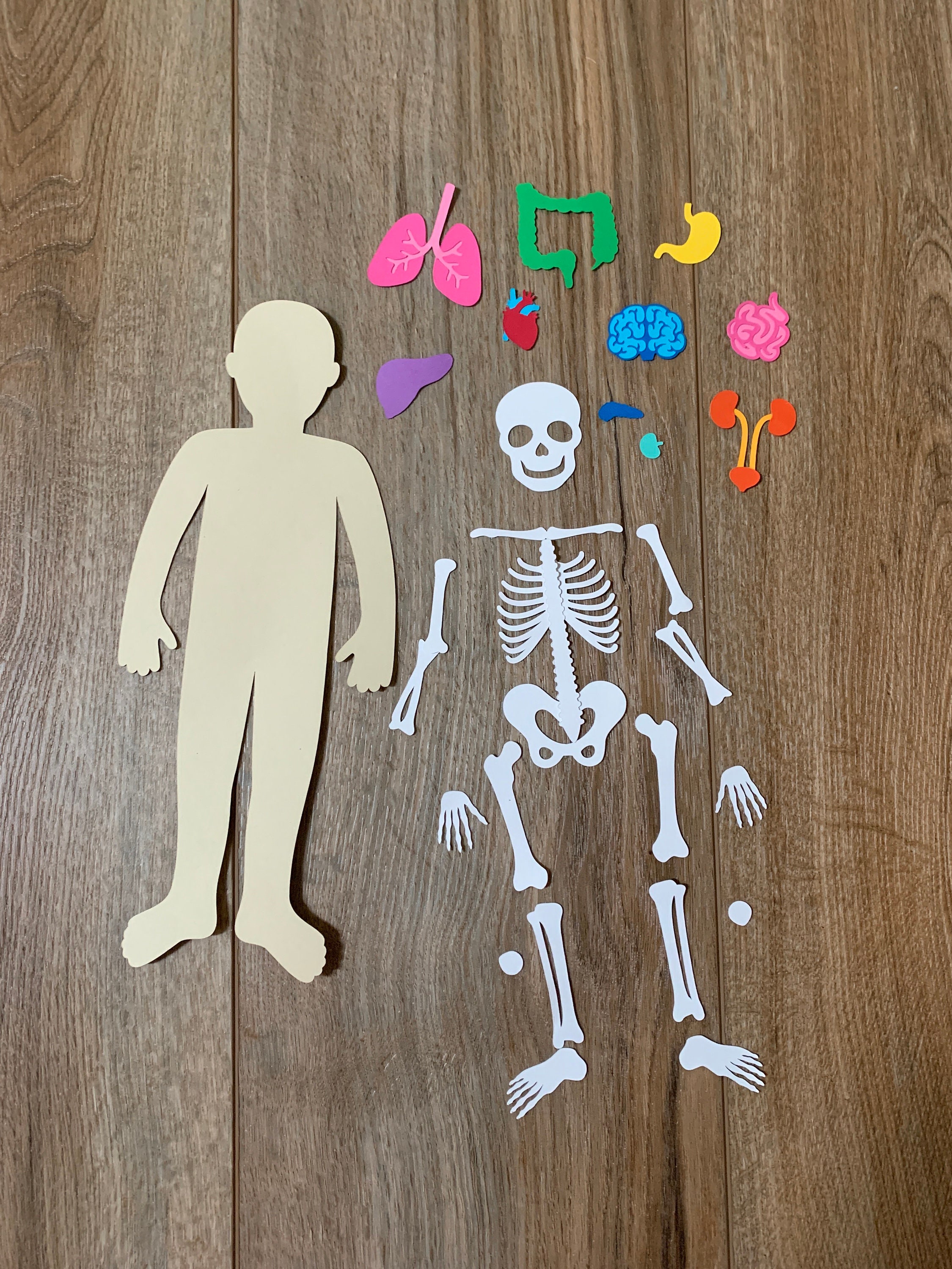 Human Anatomy SVG Human Anatomy Cut Files Skeleton Cut File | Etsy