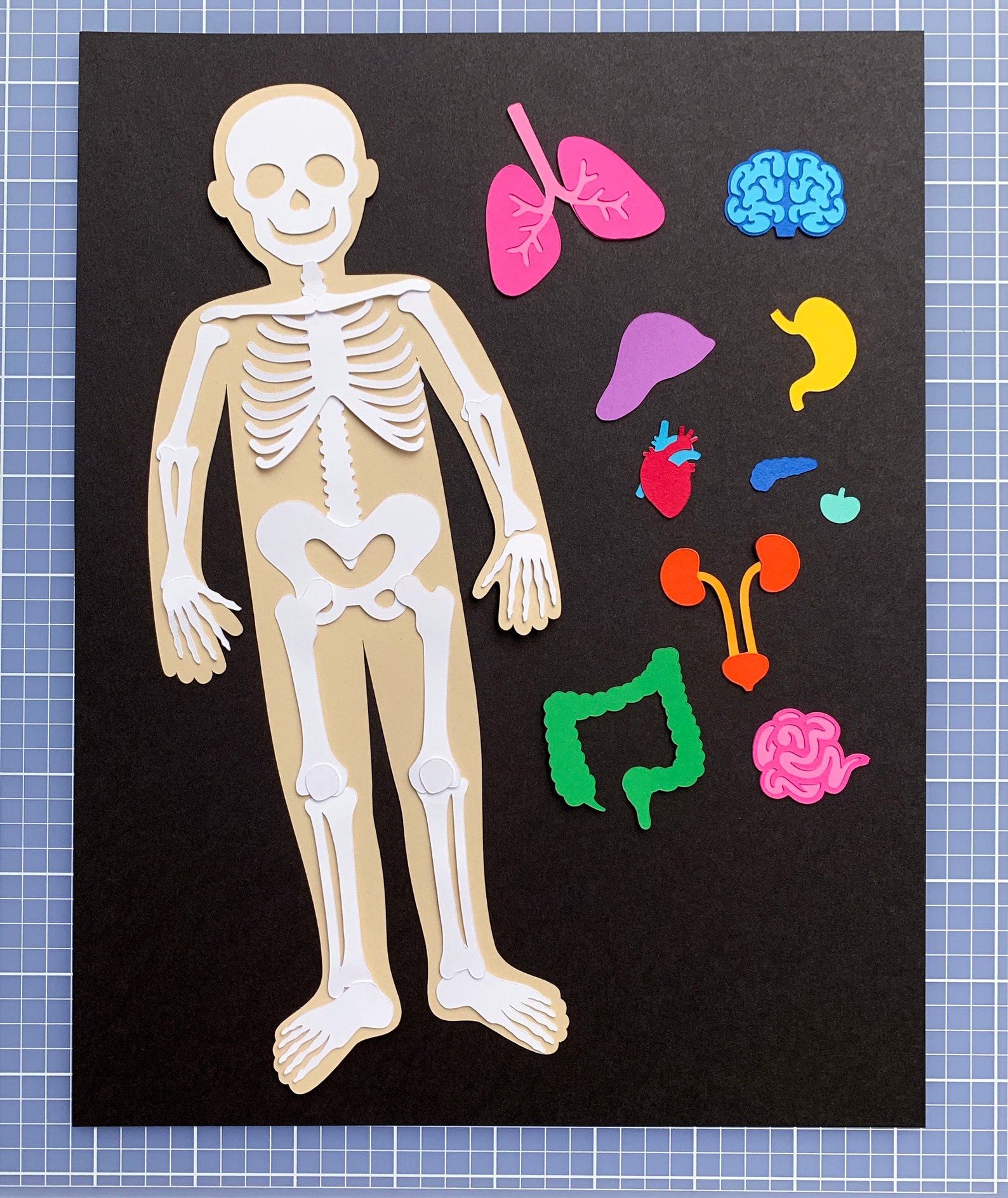 Human Anatomy SVG, Human Anatomy Cut Files, Skeleton Cut File, Home ...