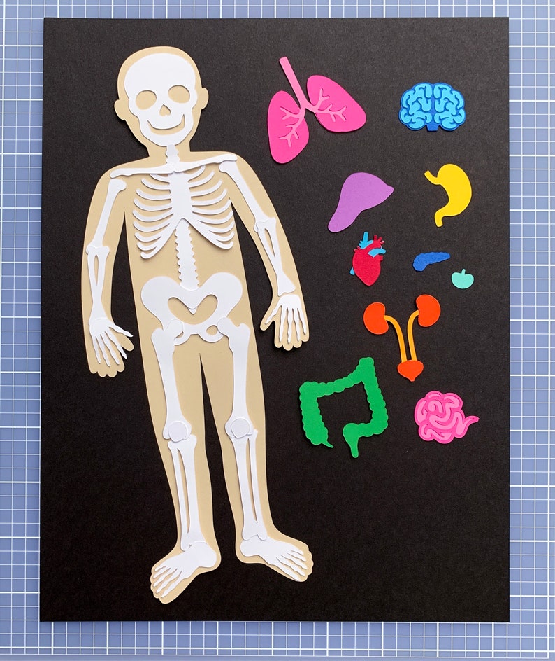 Human Anatomy SVG, Human Anatomy Cut Files, Skeleton Cut File, Home ...