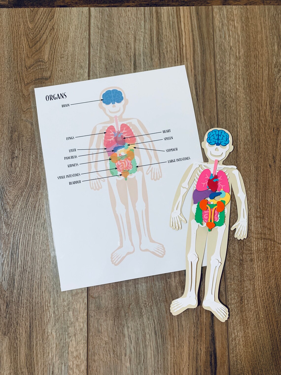 Human Anatomy SVG Human Anatomy Cut Files Skeleton Cut File | Etsy