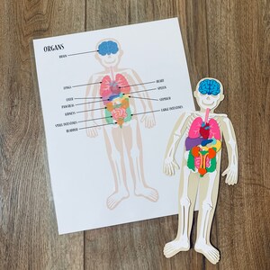 Human Anatomy SVG, Human Anatomy Cut Files, Skeleton Cut File, Home ...