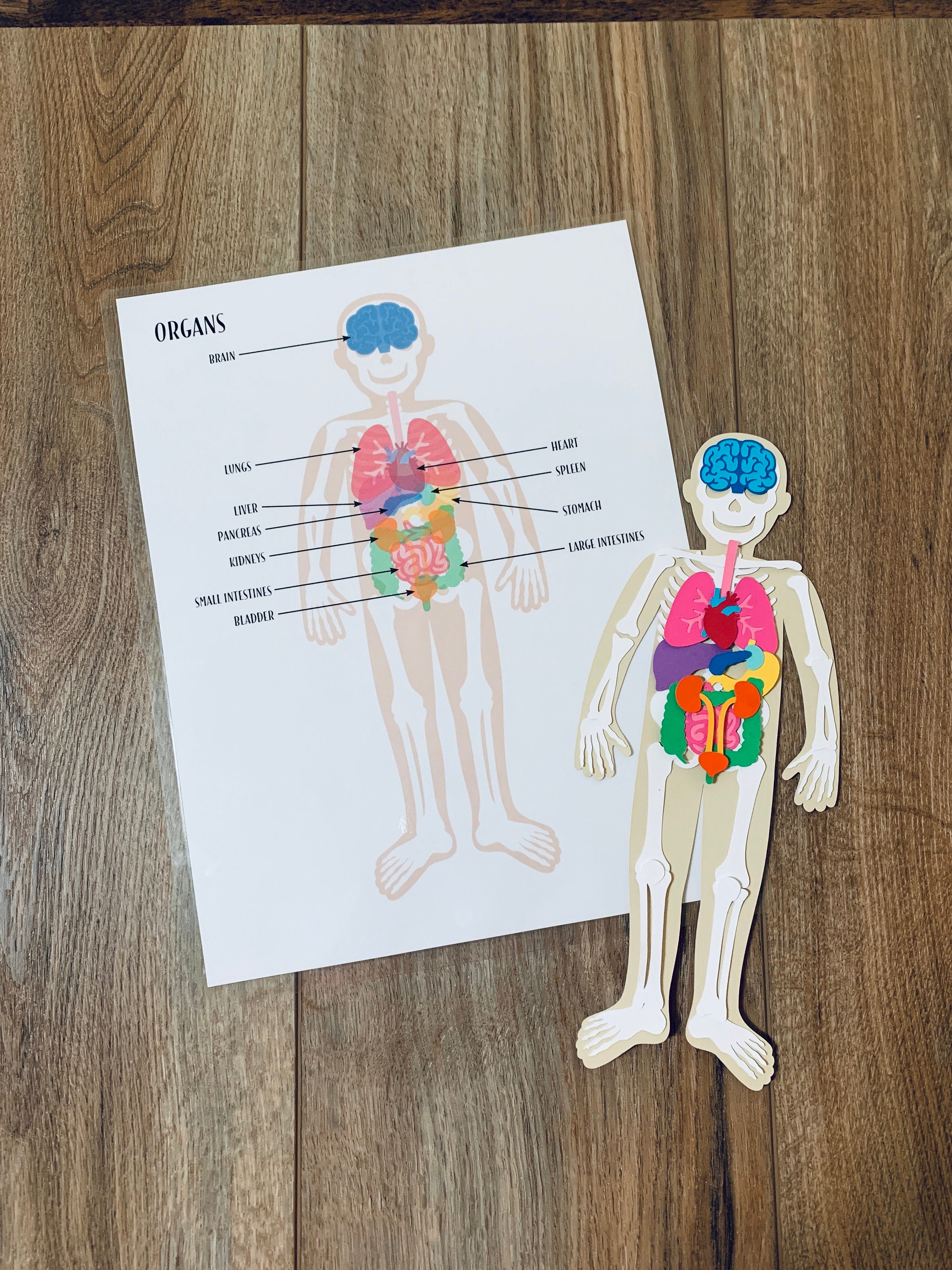 Human Anatomy SVG Human Anatomy Cut Files Skeleton Cut File | Etsy