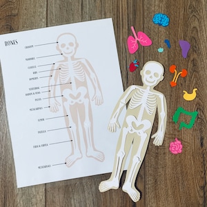 Human Anatomy SVG, Human Anatomy Cut Files, Skeleton Cut File, Home ...