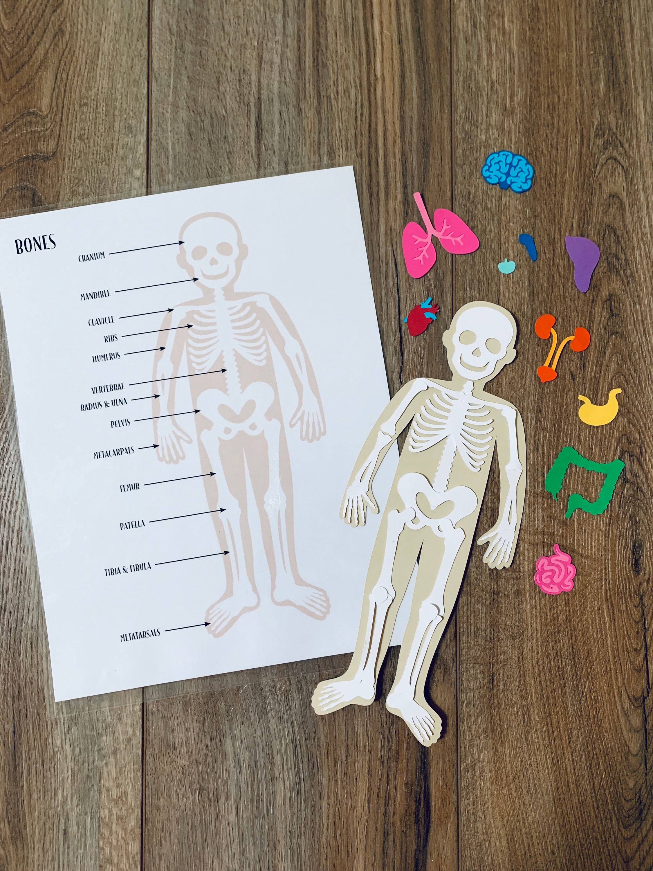 Human Anatomy SVG Human Anatomy Cut Files Skeleton Cut File | Etsy