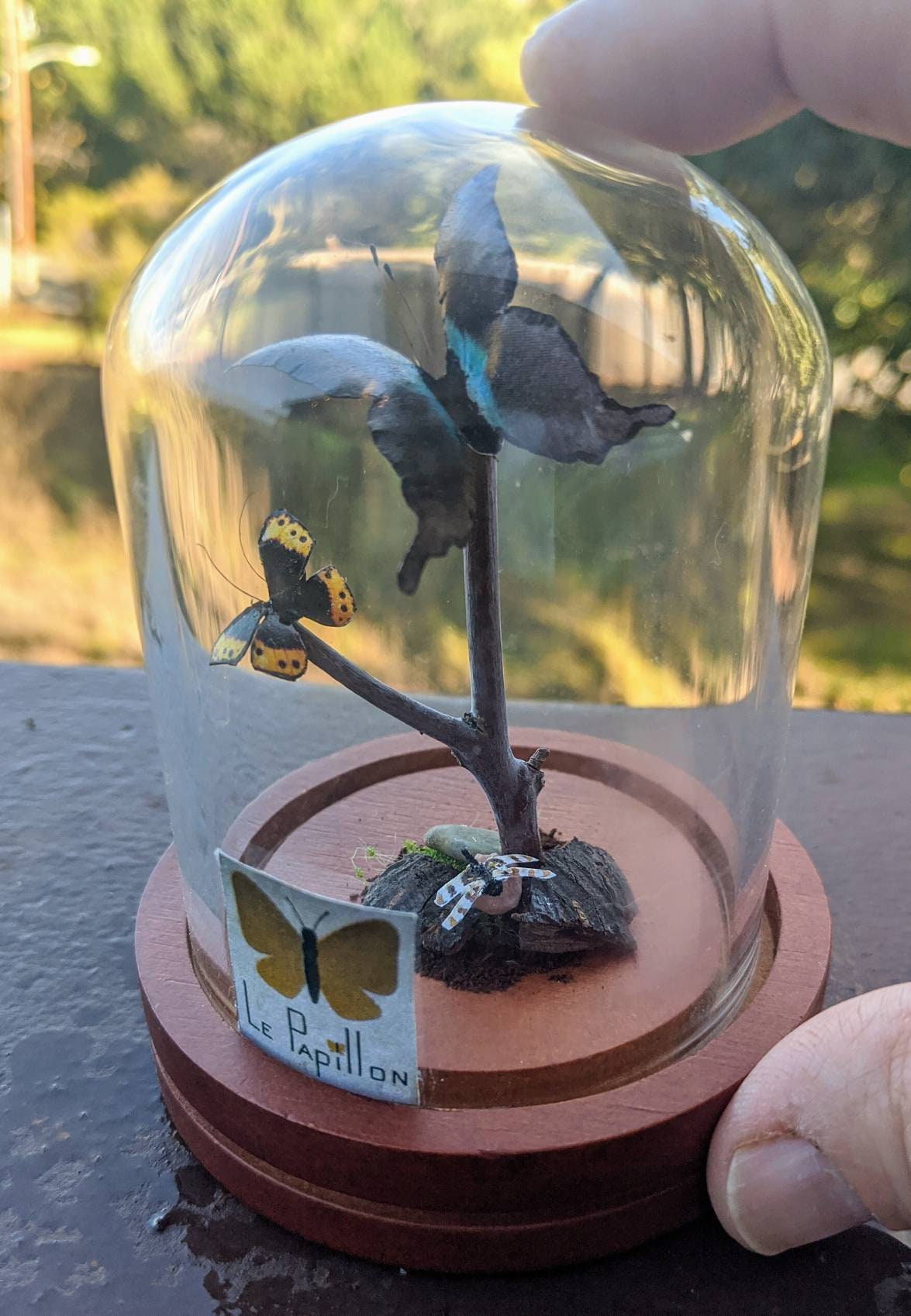 Miniature Cloche Butterfly Specimen - Etsy