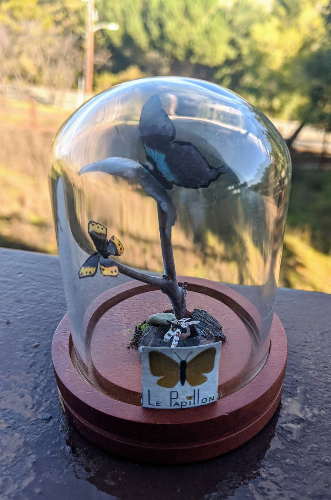 Miniature Cloche Butterfly Specimen - Etsy