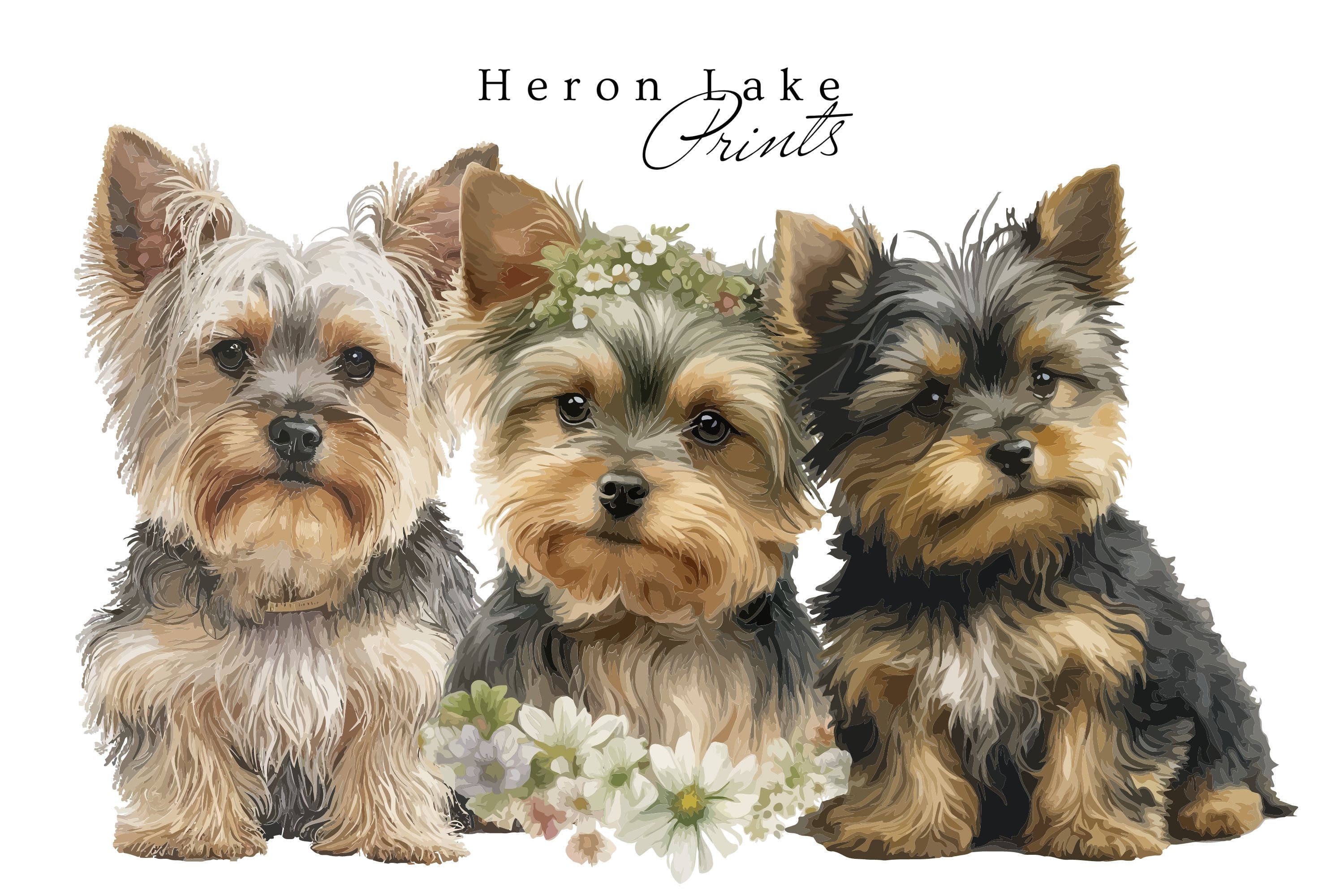 Yorkshire Terrier Yorkie Dog Clip Art Set of Three SVG & - Etsy