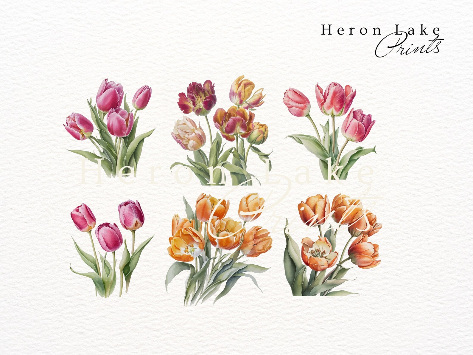 14 Spring Tulips Clipart Set, SVG-PDF-PNG, Classic and Parrot Tulips ...