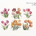 14 Spring Tulips Clipart Set, SVG-PDF-PNG, Classic and Parrot Tulips ...