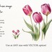 14 Spring Tulips Clipart Set, SVG-PDF-PNG, Classic and Parrot Tulips ...