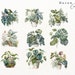 House Plants Clip Art in SVG, PDF, and PNG Formats. Potted Plants ...