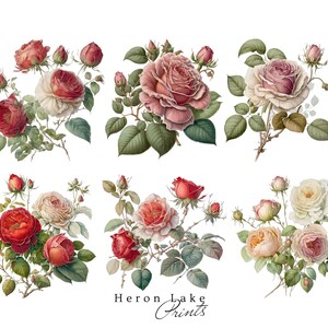 Shabby Chic Rose Clip Art: 25 Piece Set (PNG-SVG-PDF) - Etsy Australia
