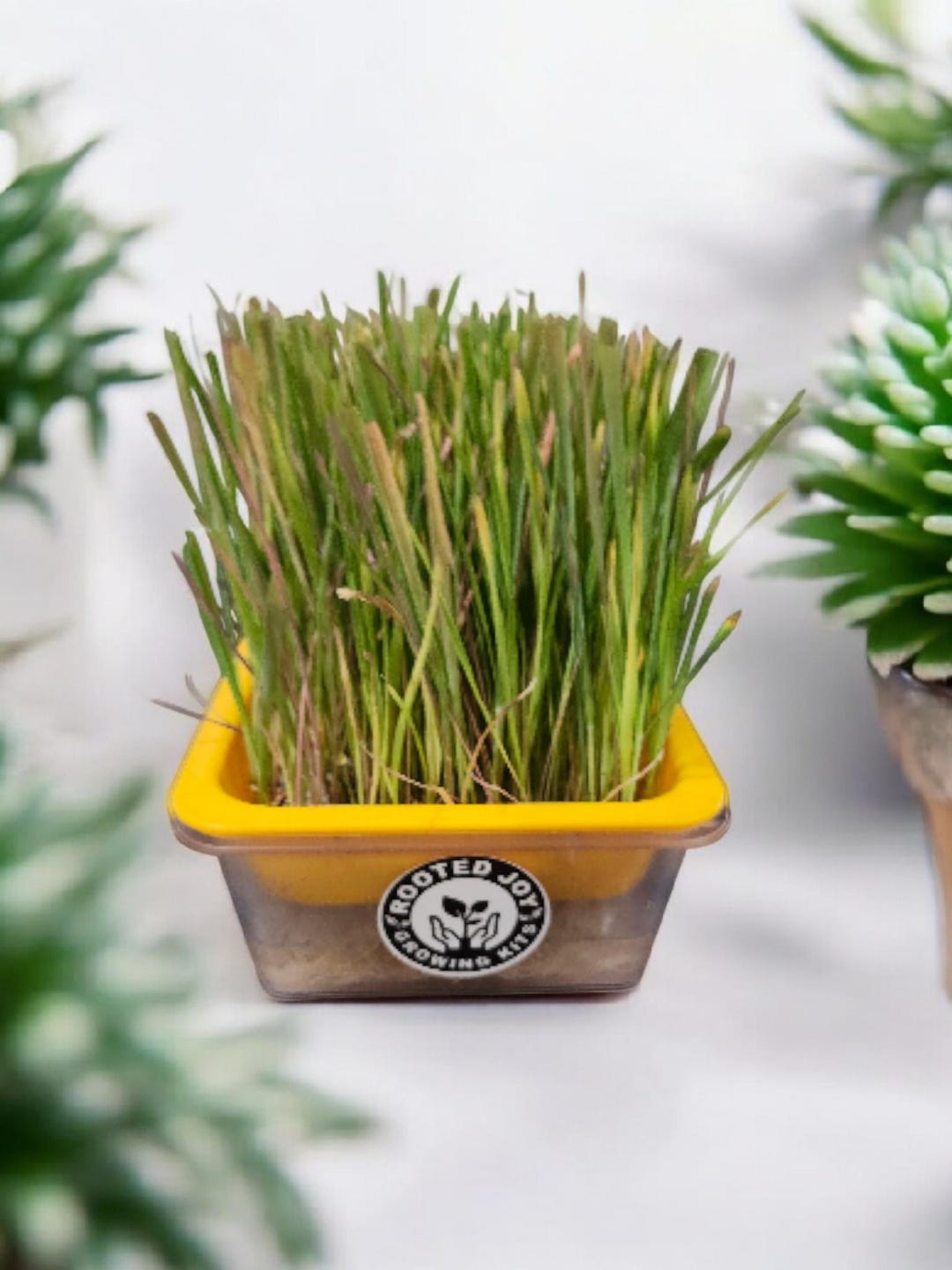 Live Organic Hydro Cat Grass Plant. Medium. - Etsy