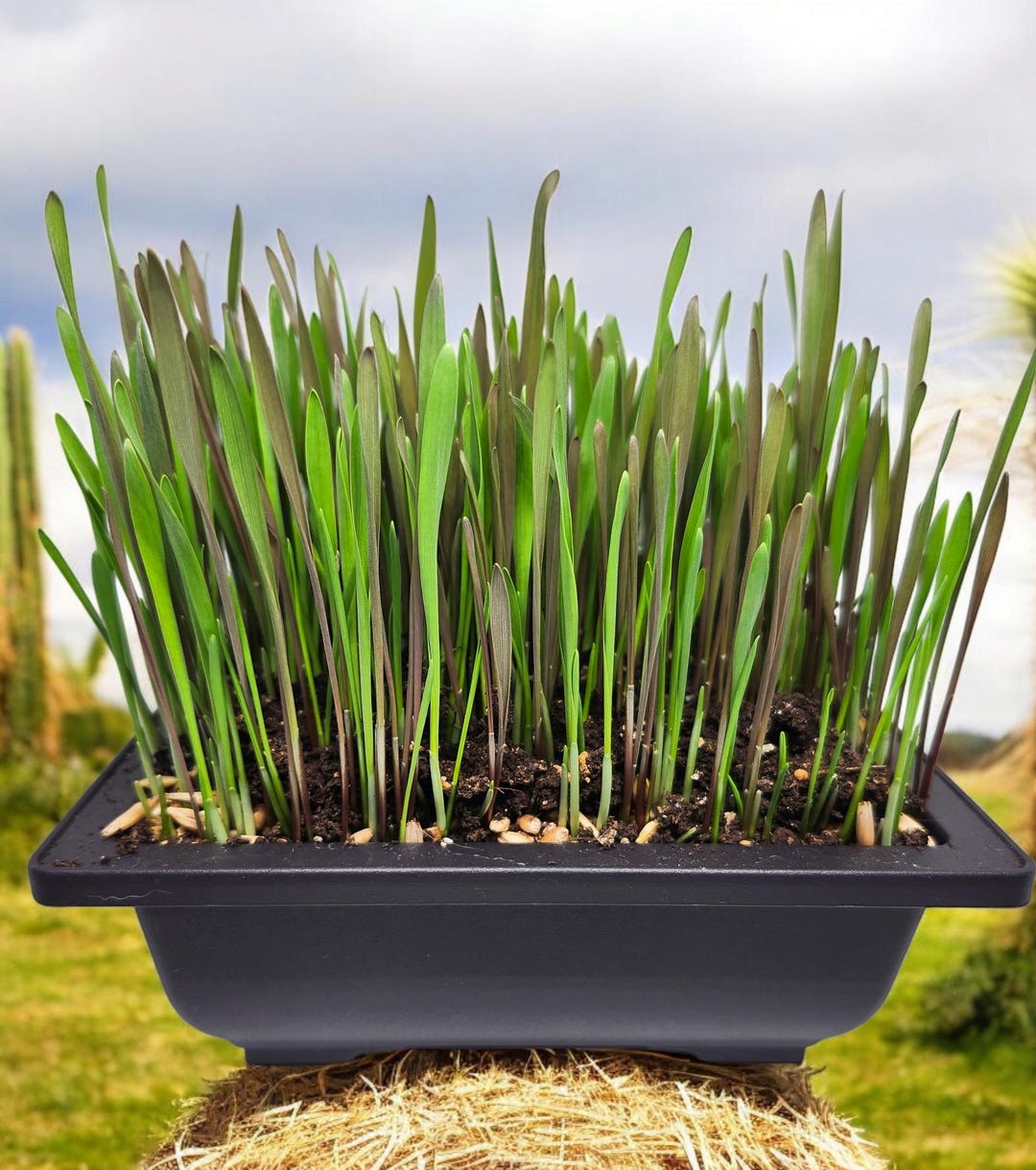 Rooted Joy Growing Kits Introduces Our Large Cat Grass Kit. Everything ...