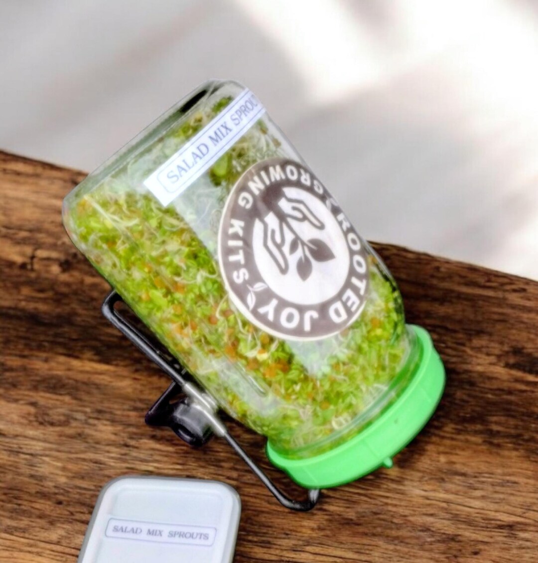 Bean Sprout Mason Jar Kit With Four Different Seeds Included - Etsy