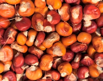 Atomic Orange Corn Seeds - Etsy