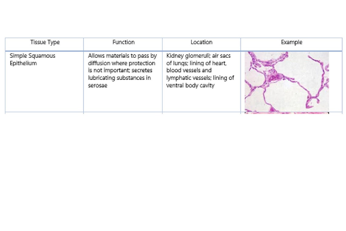 Anatomy & Physiology Tissue Chart - Etsy