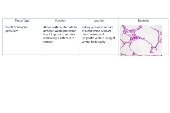 Anatomy & Physiology Tissue Chart - Etsy