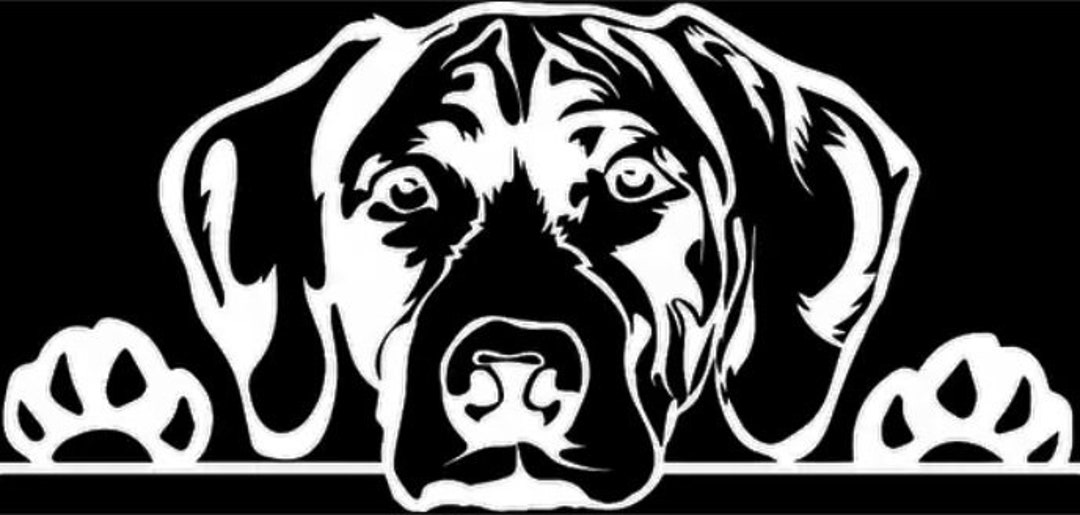 Peeking Lab Sticker Decal | Labrador Retriever | Stick on Car, Truck ...