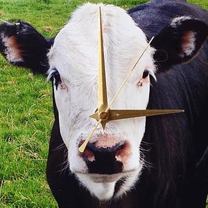Cow Wall Clock - Decoupage Photo Clock - Black Calf Clock - Farm Animal ...