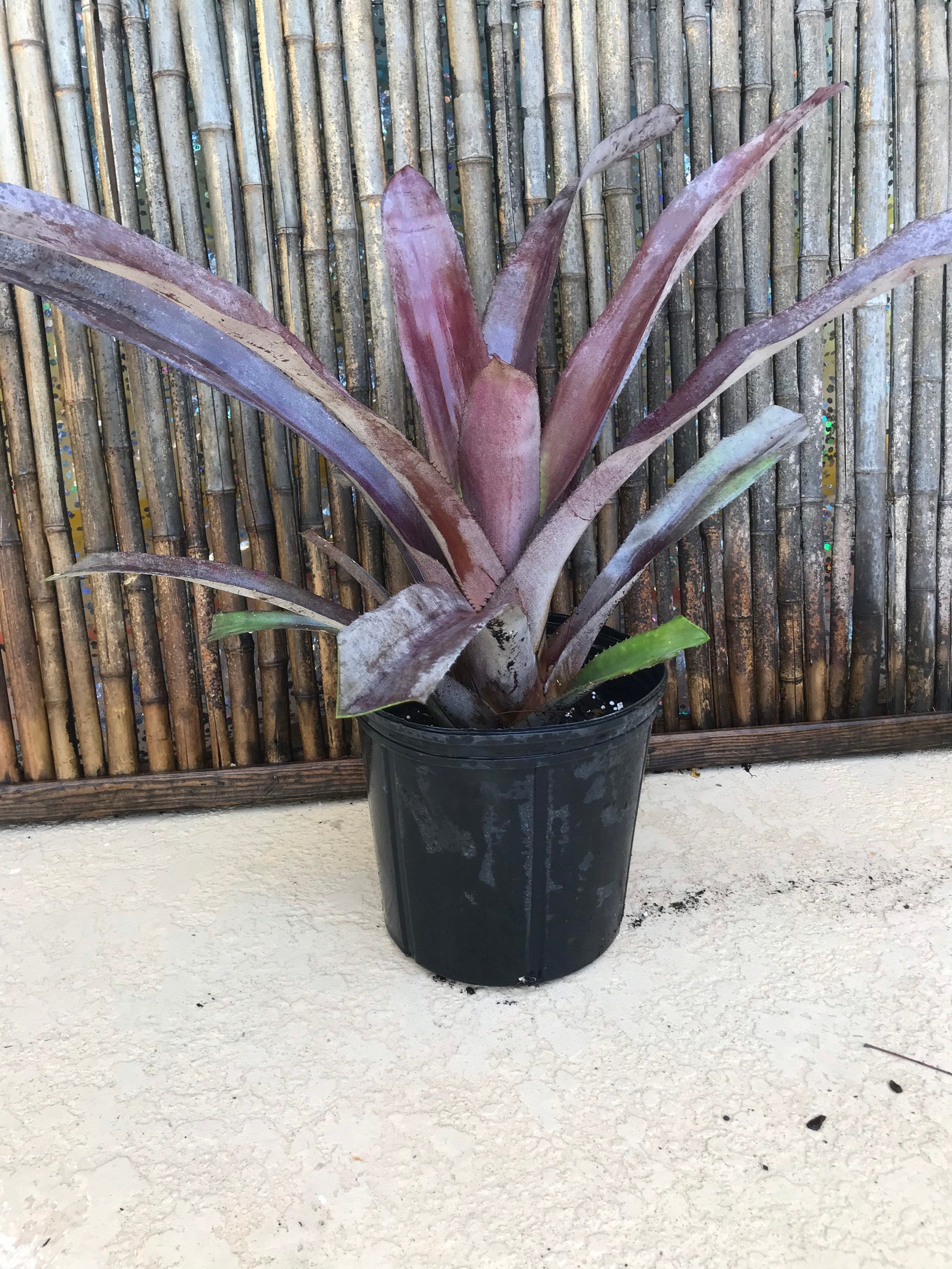 GIANT PURPLE BROMELIAD aechmea-mulfordii-malva - Etsy