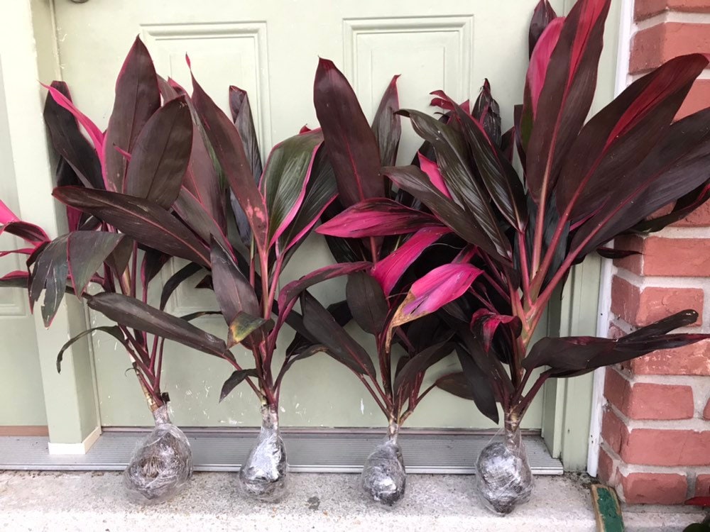 FULLY ROOTED Ti Plant 2 Cordyline....live Plants | Etsy