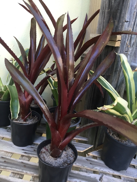 Red Bromeliads