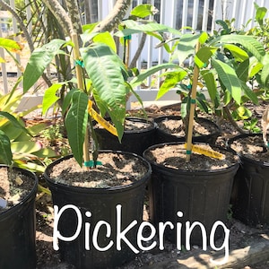 LIVE Dwarf Mango Tree **multiple Varities Available.....fully Rooted ...