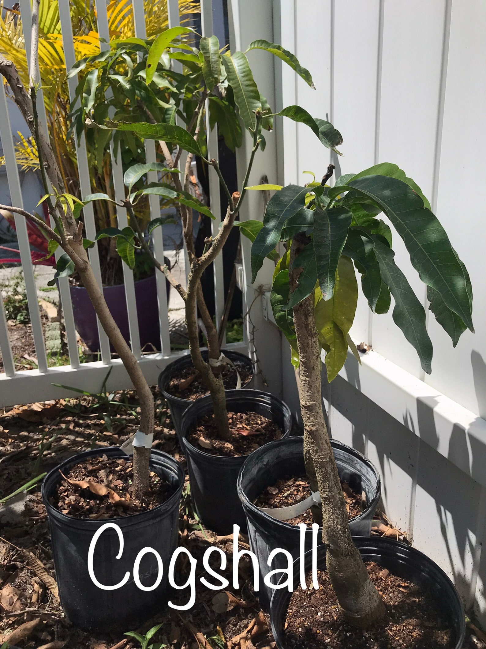 LIVE Dwarf Mango Tree multiple Varities Available.....fully | Etsy