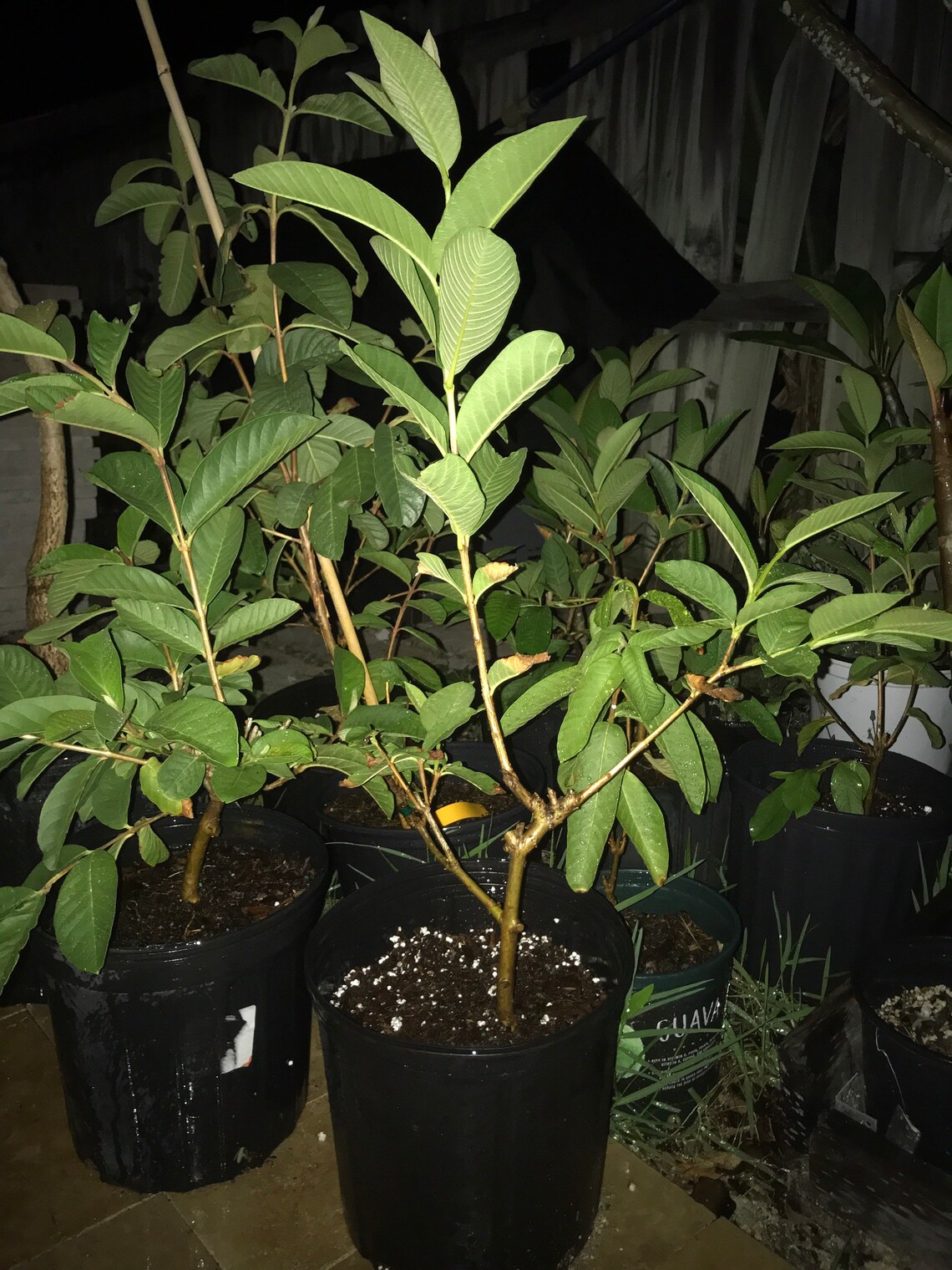 Guava Tree-live PLANT fully Rooted | Etsy